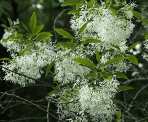 White Fringetree | Eastern Shore Virginia Master Gardeners