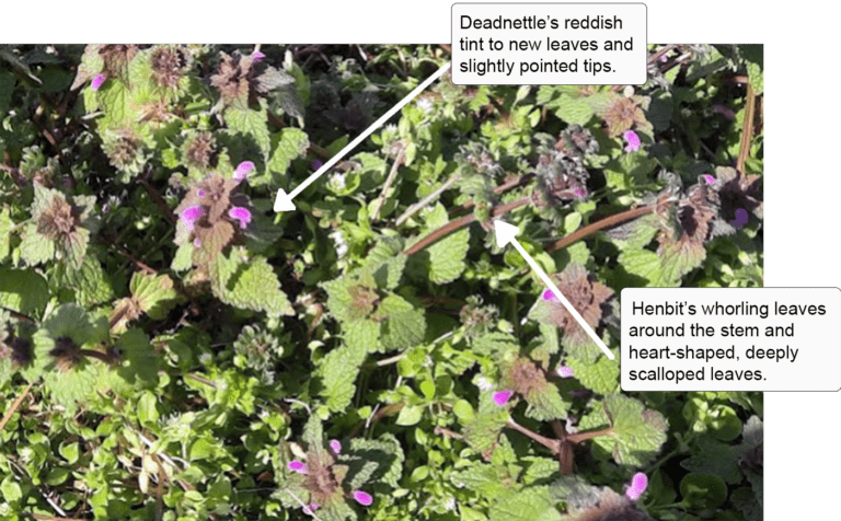 Henbit or Purple Dead Nettle | Eastern Shore Virginia Master Gardeners