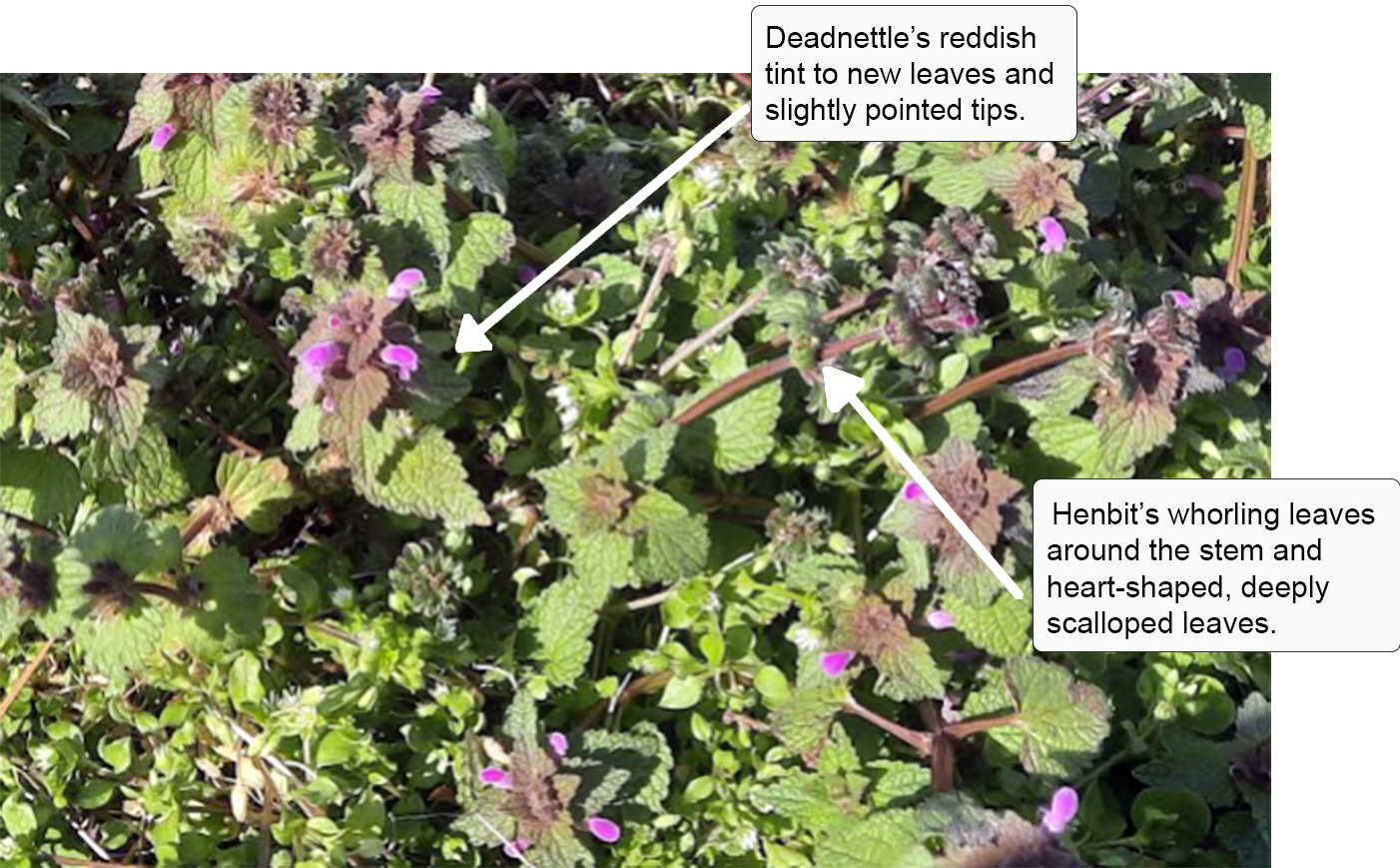 Henbit or Purple Dead Nettle | Eastern Shore Virginia Master Gardeners
